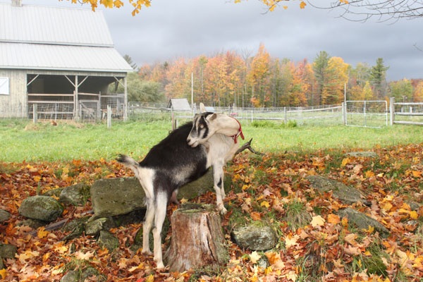 Cheese Department Fall Farm Trips - Healthy Living Market & Café